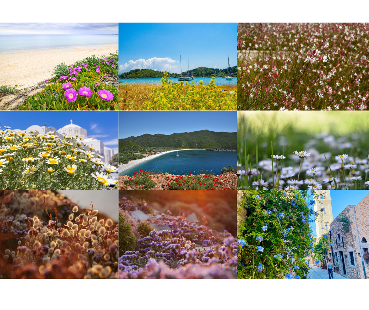 Spring in Greece: The Best Greek Wildflowers - Elxis