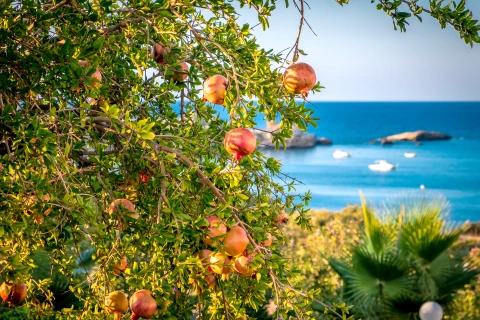 Exotic Fruits in Greece That Will Surprise You